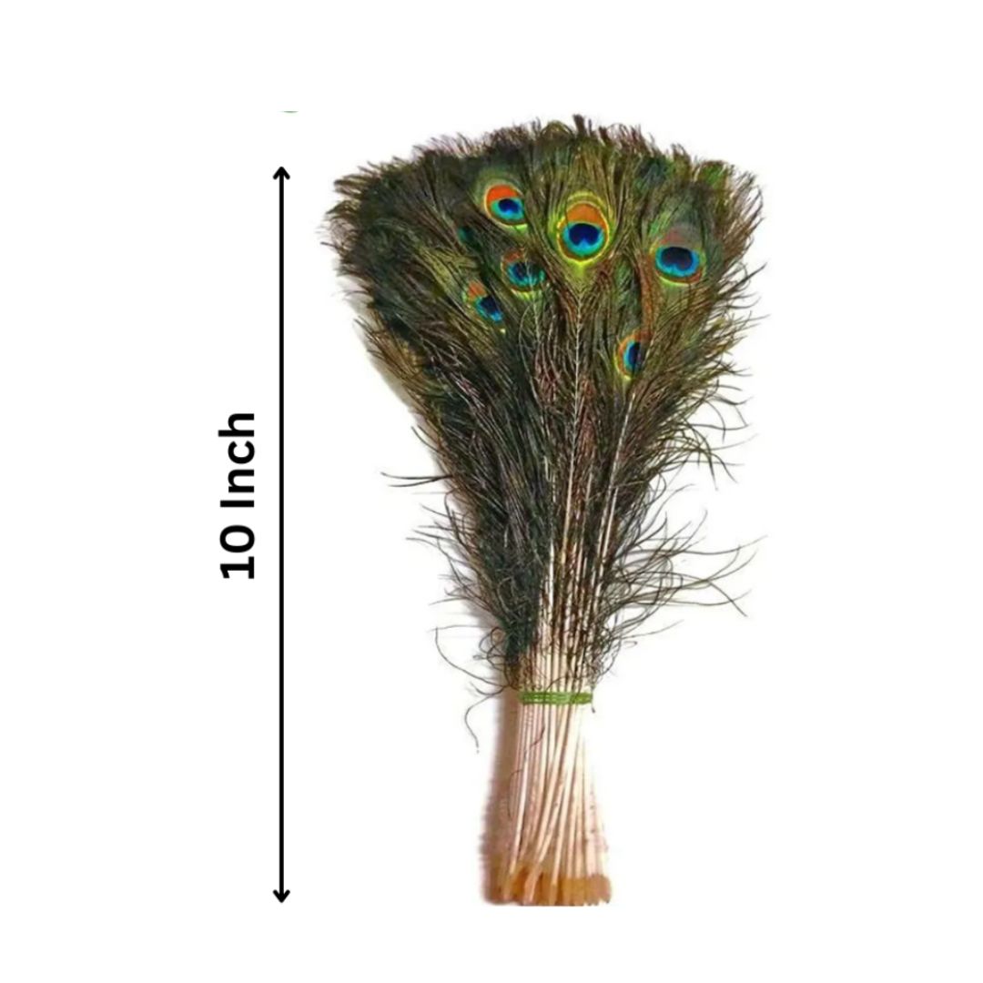 Buy Natural Peacock Feather (Morpankh) Online in India at Best Price ...